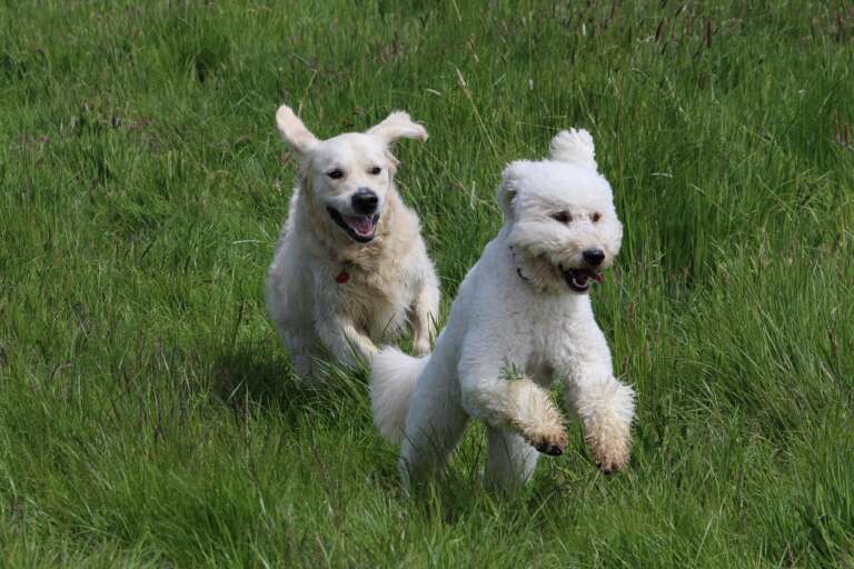 Scratch Programming Tutorial - Chase Game - Coding Deciphered